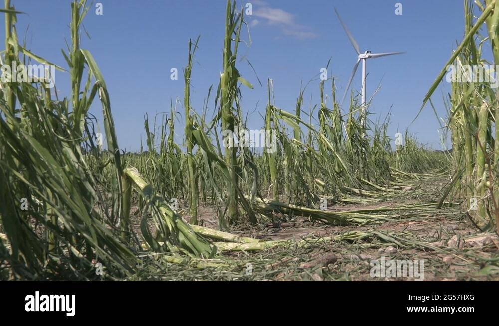 Wind storm damage farm crop Stock Videos & Footage - HD and 4K Video ...