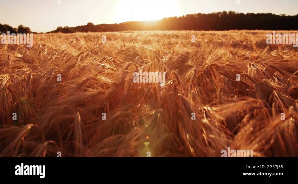 Sunset wheat no one has a cereal farm with nature Stock Videos ...