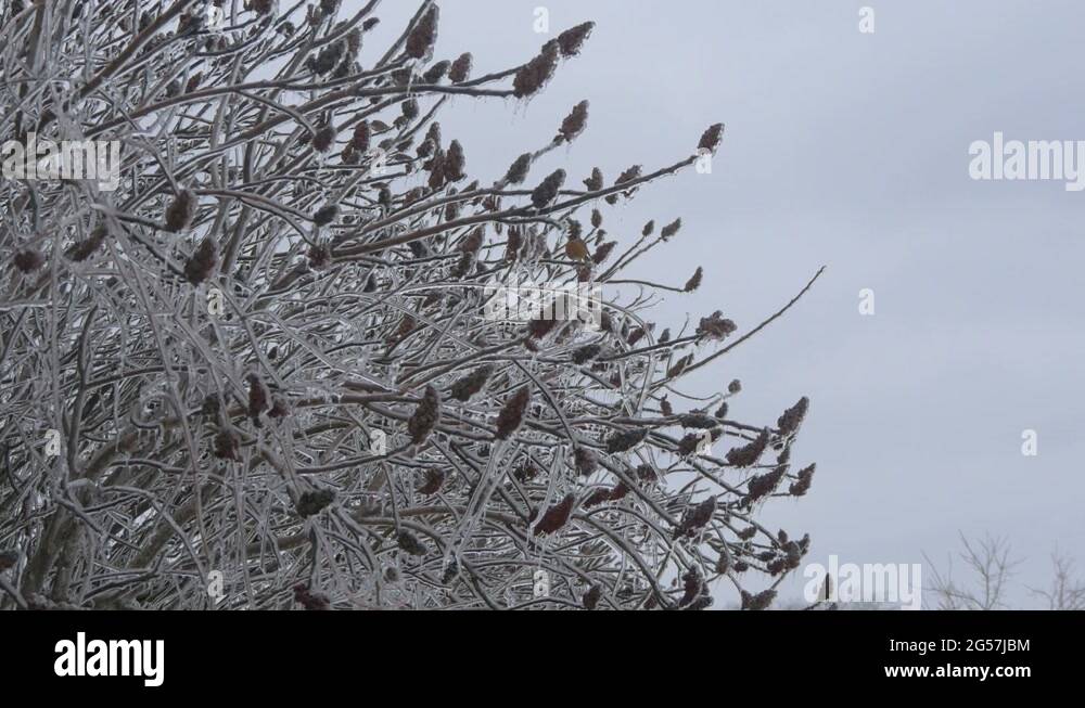 Frozen tree Stock Videos & Footage - HD and 4K Video Clips - Alamy