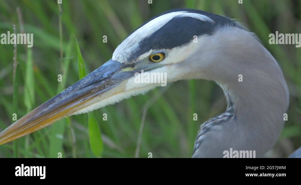 Herons head Stock Videos & Footage - HD and 4K Video Clips - Alamy