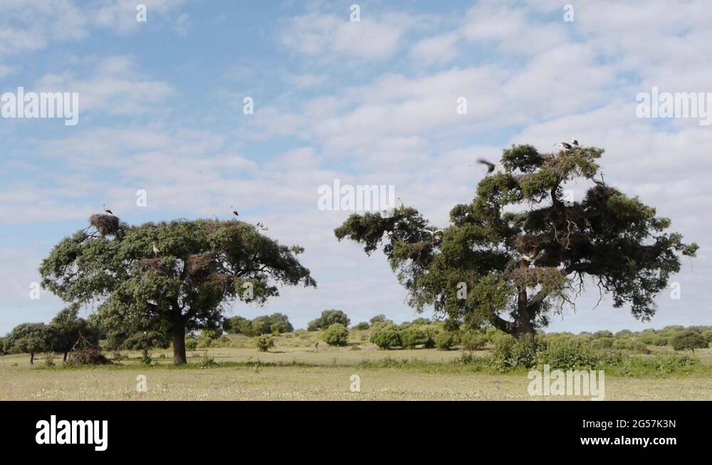 Day time roost Stock Videos & Footage - HD and 4K Video Clips - Alamy