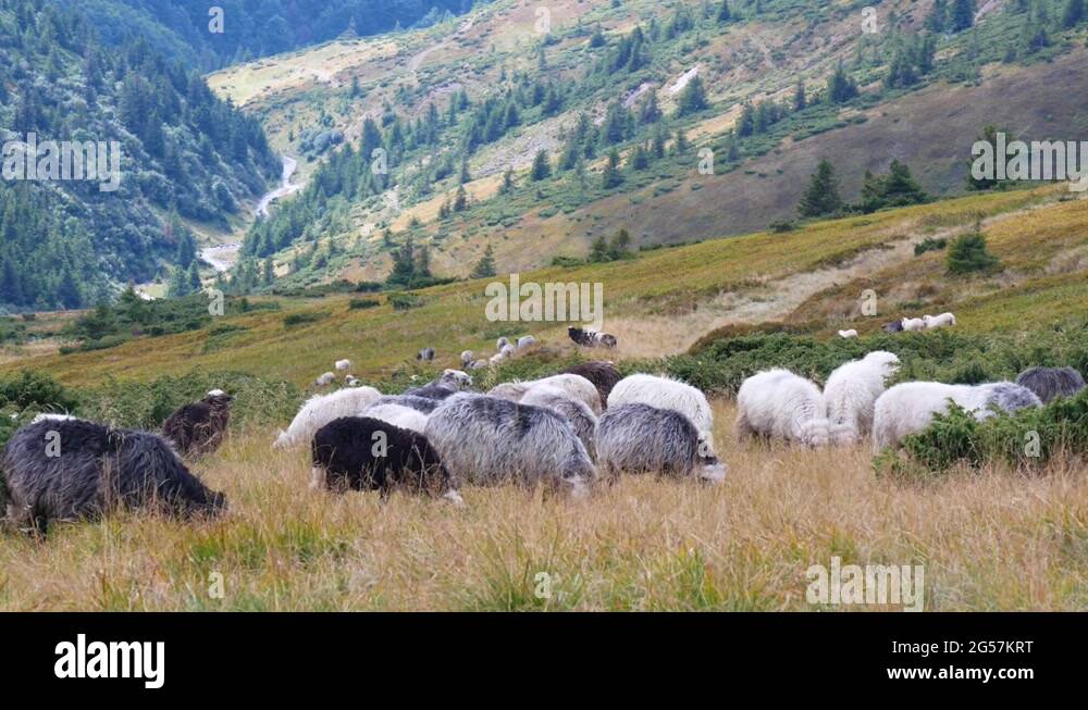Farm animals in the peak district Stock Videos & Footage - HD and 4K ...