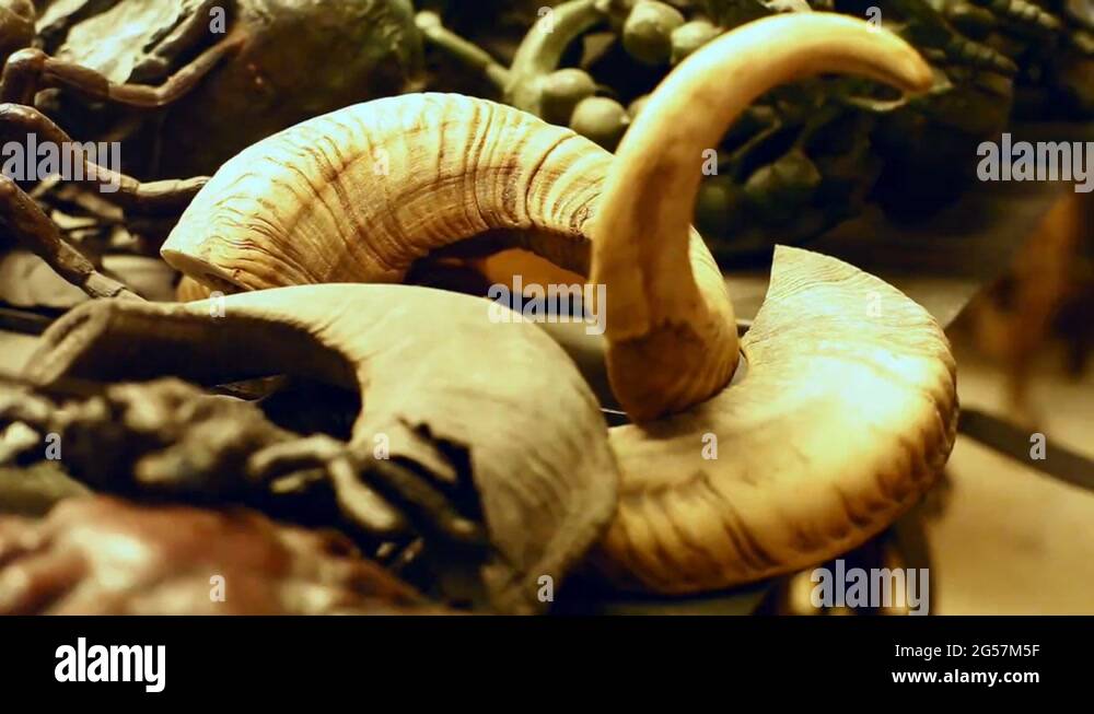 Animal horns Stock Videos & Footage - HD and 4K Video Clips - Alamy