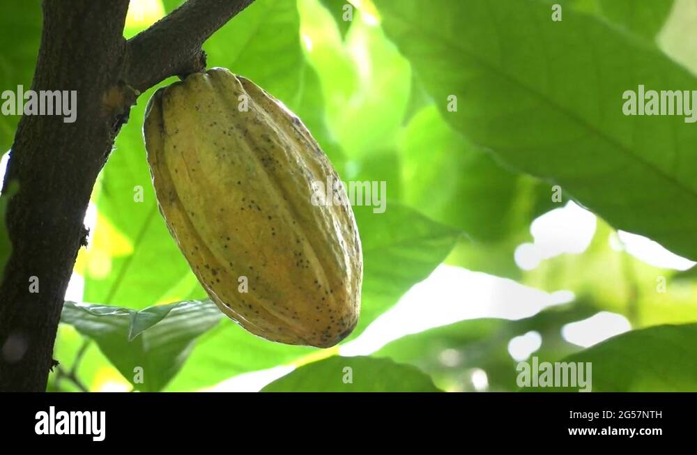 Leaves fruit cacao tree theobroma cacao Stock Videos & Footage - HD and ...
