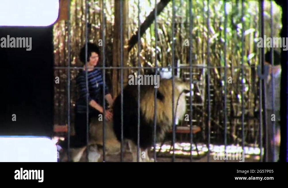 Woman lion tamer Stock Videos & Footage - HD and 4K Video Clips - Alamy