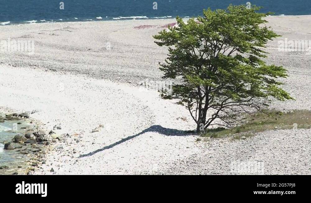 Pine tree on beach Stock Videos & Footage - HD and 4K Video Clips - Alamy