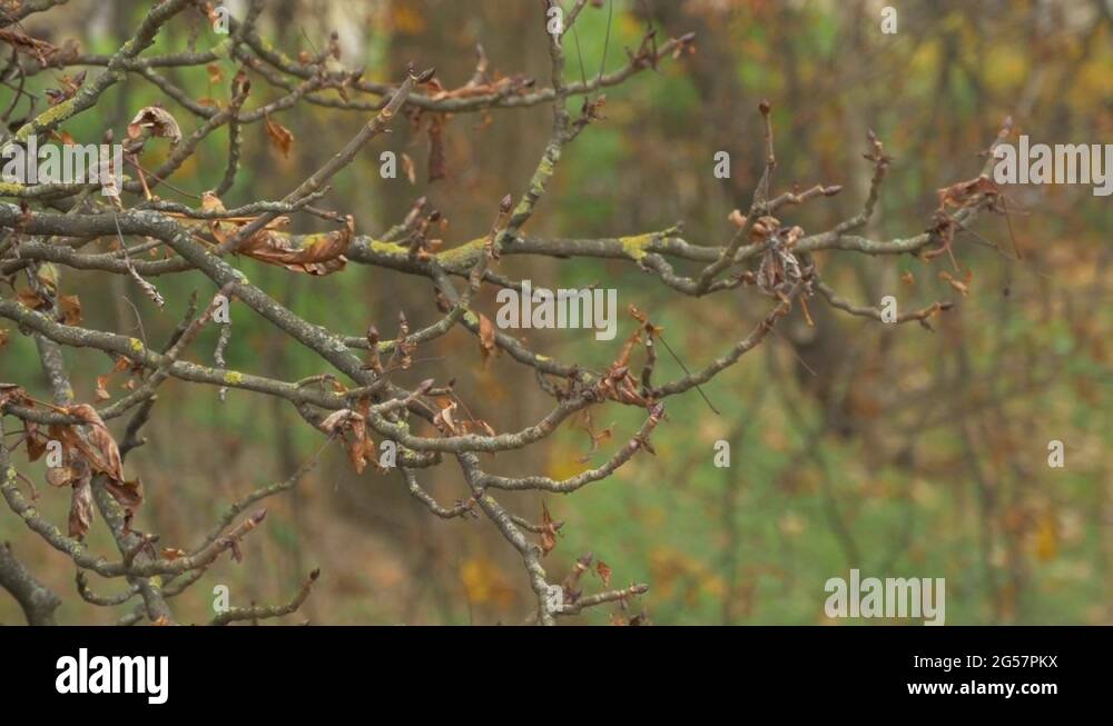 Tree and branches Stock Videos & Footage - HD and 4K Video Clips - Alamy