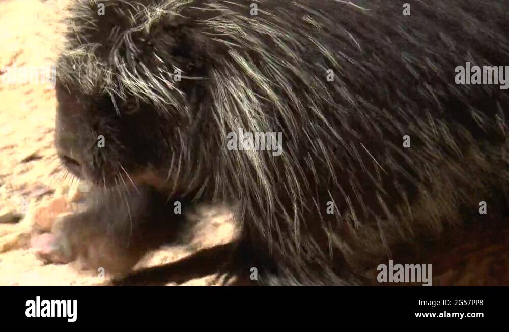 Porcupine defense Stock Videos & Footage - HD and 4K Video Clips - Alamy