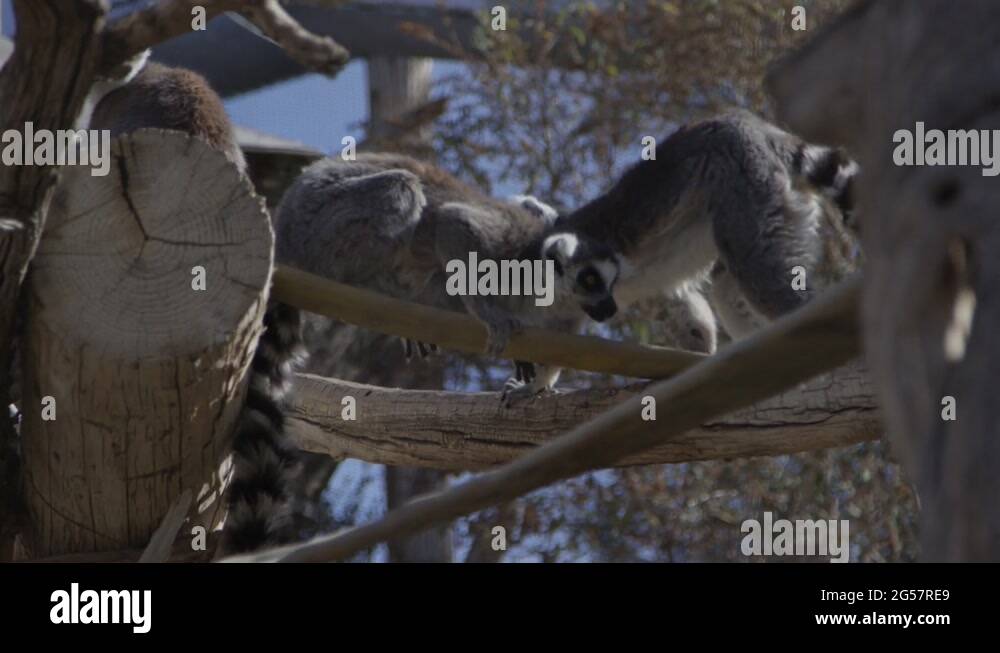Lemur madagascar walk Stock Videos & Footage - HD and 4K Video Clips ...