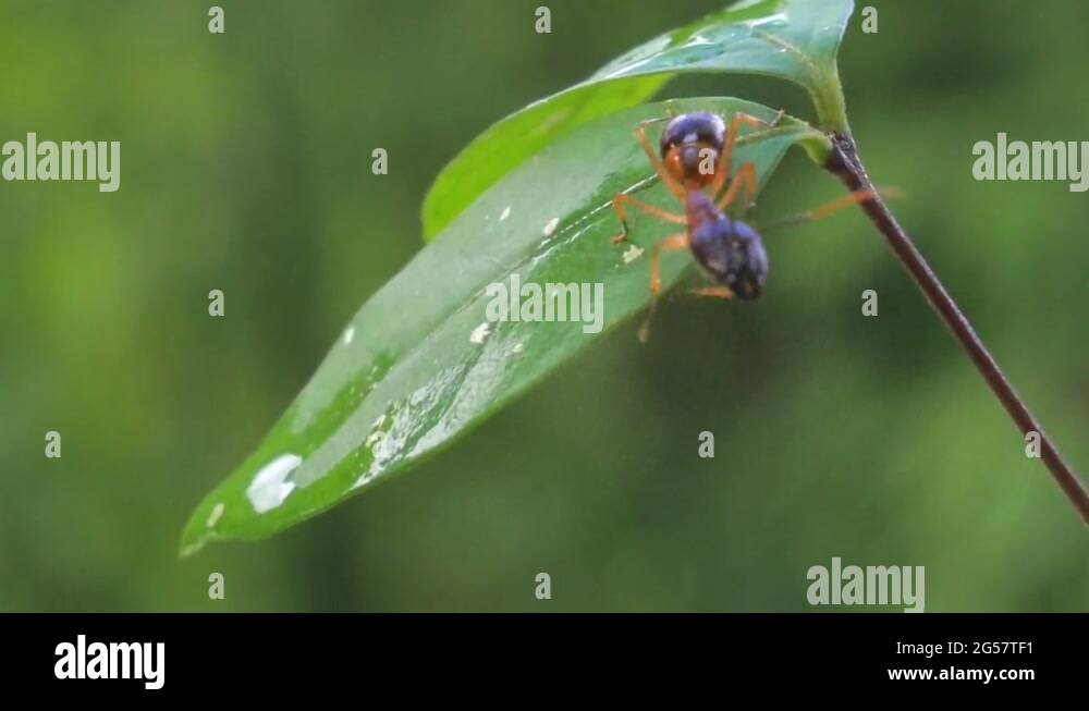 Tropical rainforest insect Stock Videos & Footage - HD and 4K Video ...