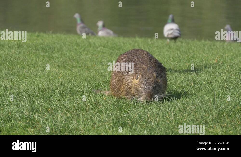 Beaver in grass Stock Videos & Footage - HD and 4K Video Clips - Alamy