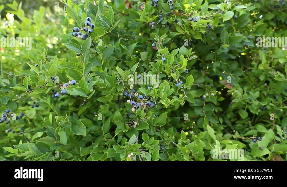 Camera Dolly, Blueberry Bush Stock Video Footage - Alamy