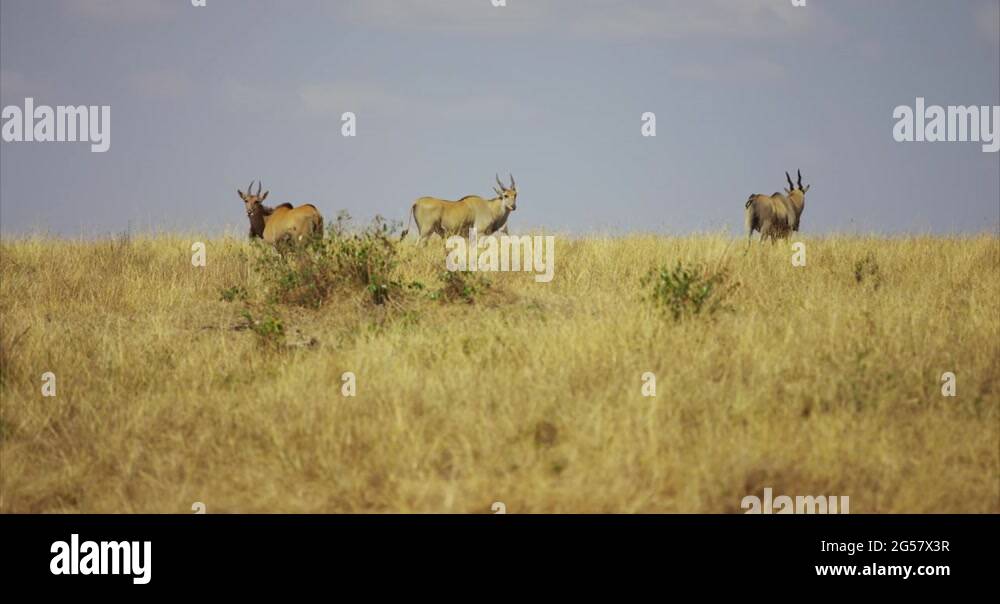 Savanna antelopes Stock Videos & Footage - HD and 4K Video Clips - Alamy