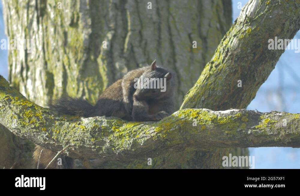 A squirrel scratching Stock Videos & Footage - HD and 4K Video Clips ...