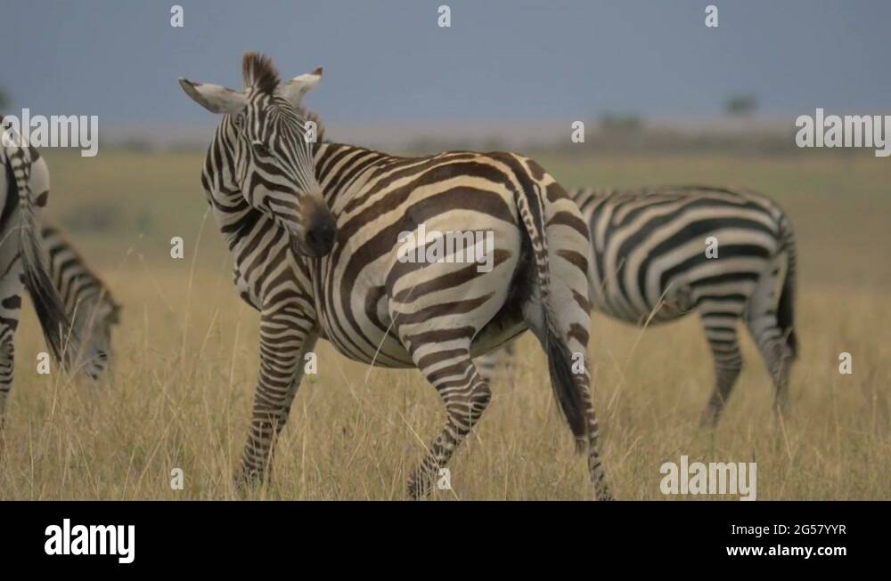 Zebra coat Stock Videos & Footage - HD and 4K Video Clips - Alamy