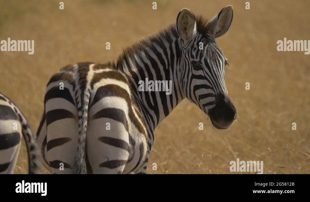 Zebra rear view Stock Videos & Footage - HD and 4K Video Clips - Alamy