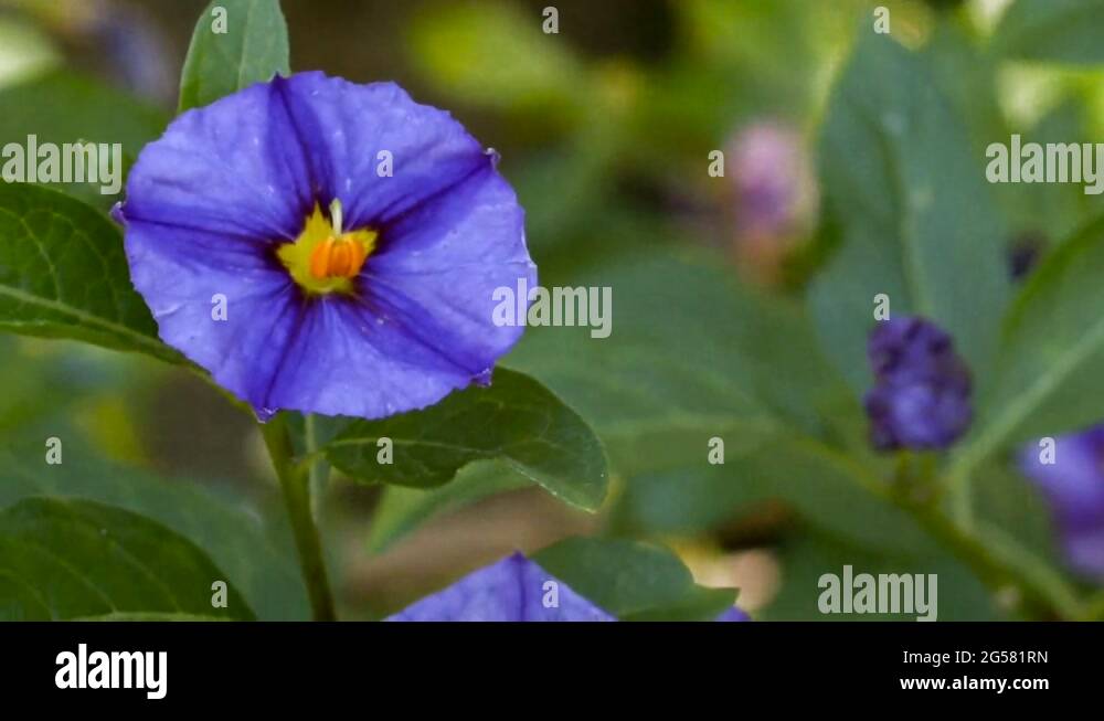 Plant of the solanaceae family Stock Videos & Footage - HD and 4K Video ...