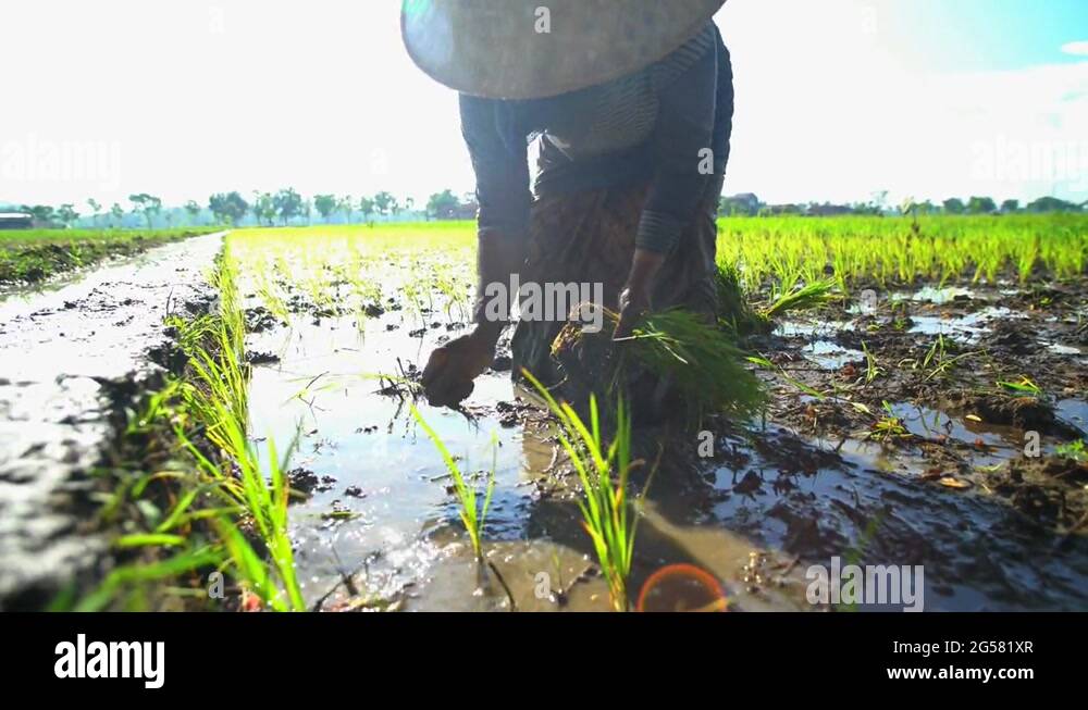 Female field worker planting rice seedlings in sunlight Java Indonesia ...