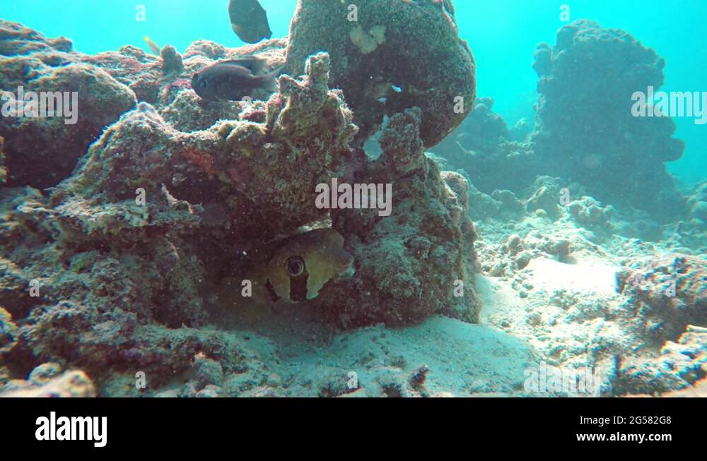 Solitary Puffer Fish on the Reef in the Maldives Stock Video Footage ...