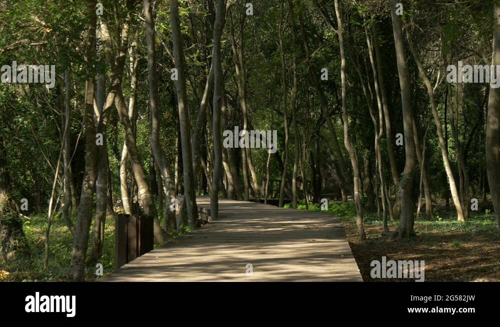 Thin trees Stock Videos & Footage - HD and 4K Video Clips - Alamy