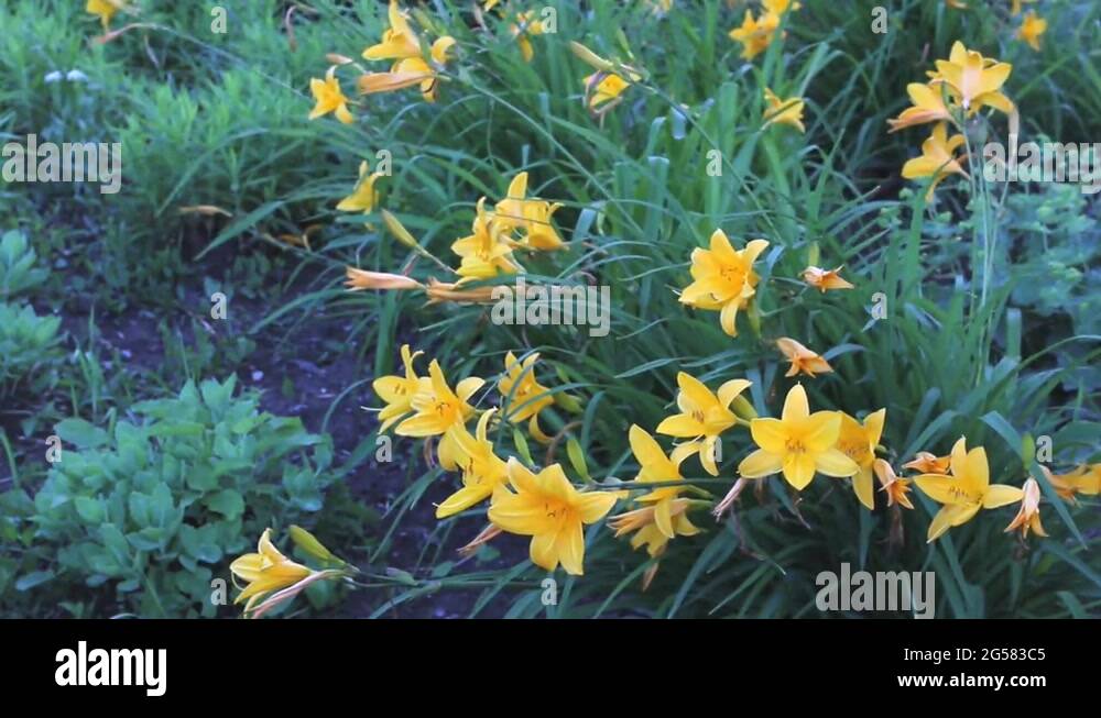Lily in spring Stock Videos & Footage - HD and 4K Video Clips - Alamy