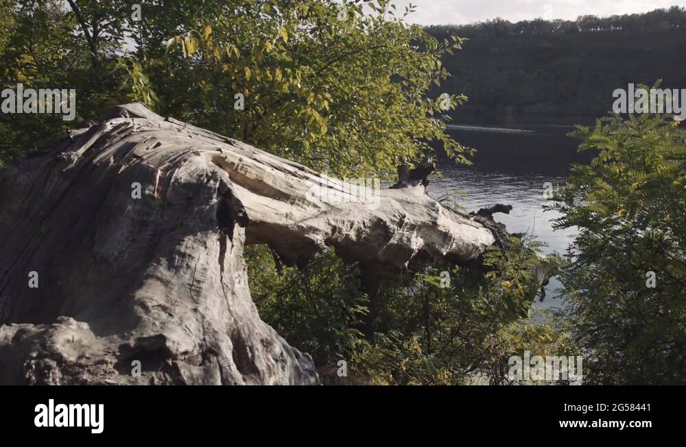 Maple tree limb Stock Videos & Footage - HD and 4K Video Clips - Alamy