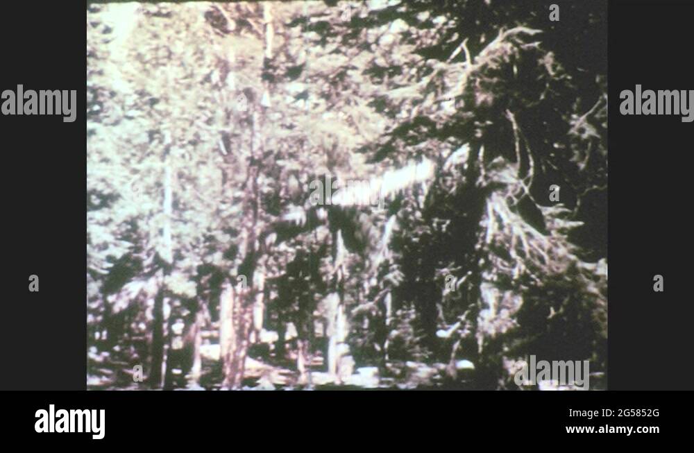 The fable tree Stock Videos & Footage - HD and 4K Video Clips - Alamy