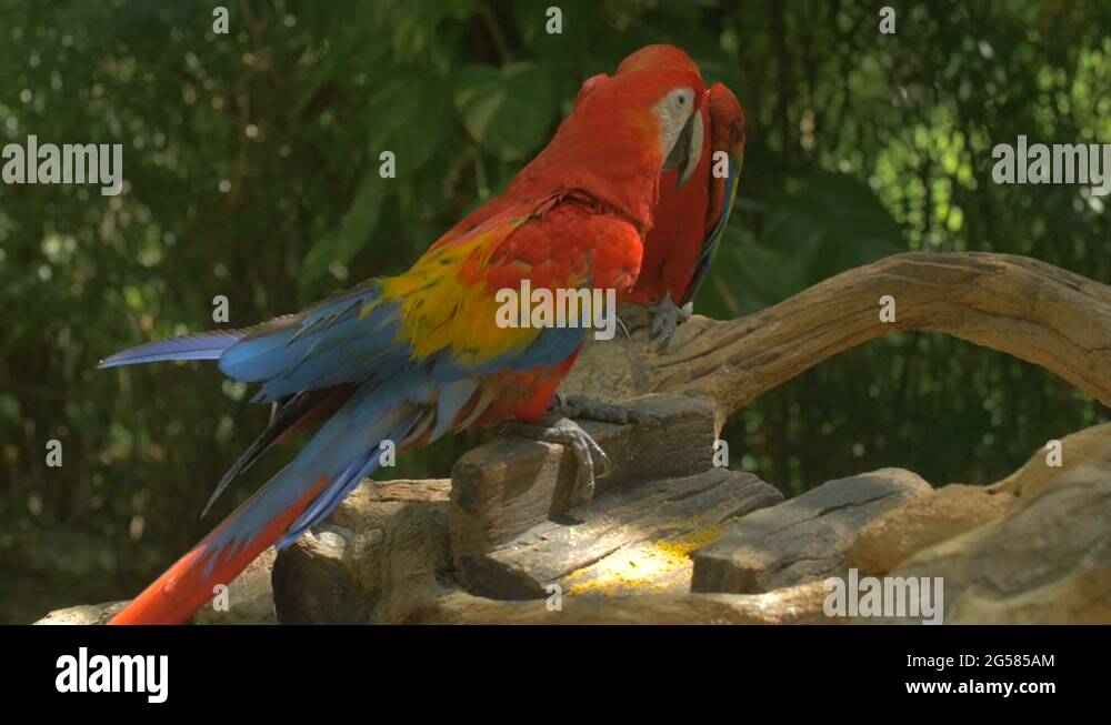 Walking parrots Stock Videos & Footage - HD and 4K Video Clips - Alamy
