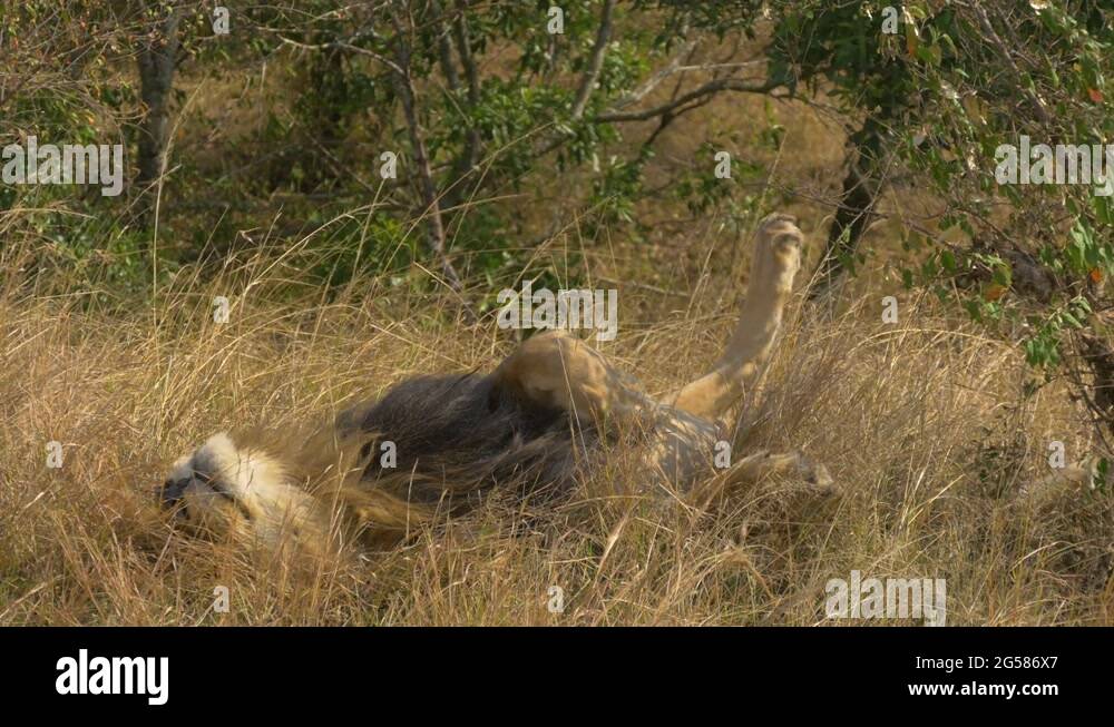 Lion lying on back Stock Videos & Footage - HD and 4K Video Clips - Alamy