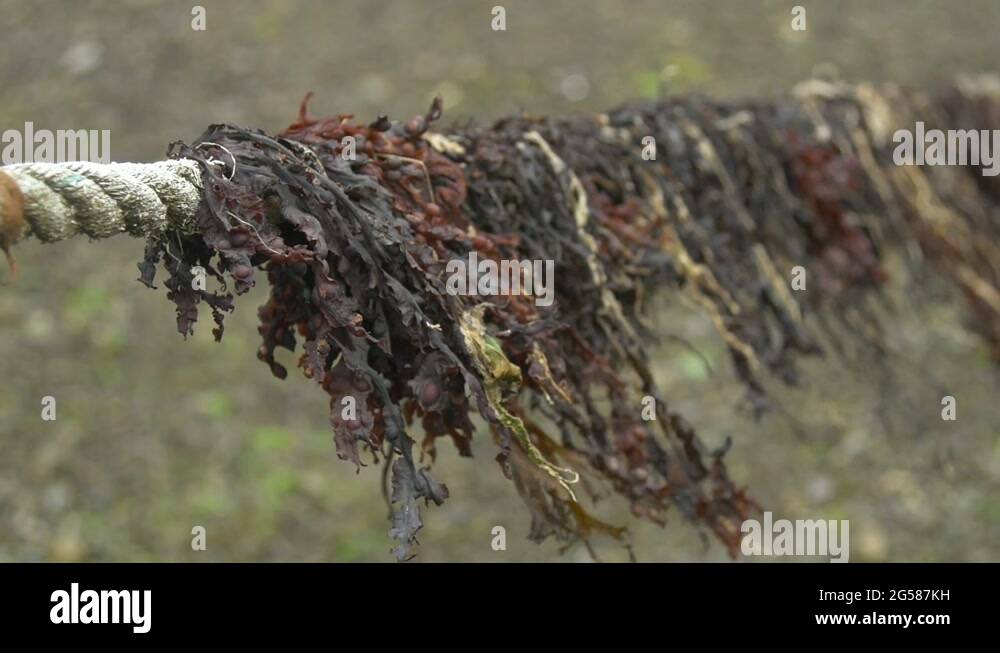 Rope algae Stock Videos & Footage - HD and 4K Video Clips - Alamy