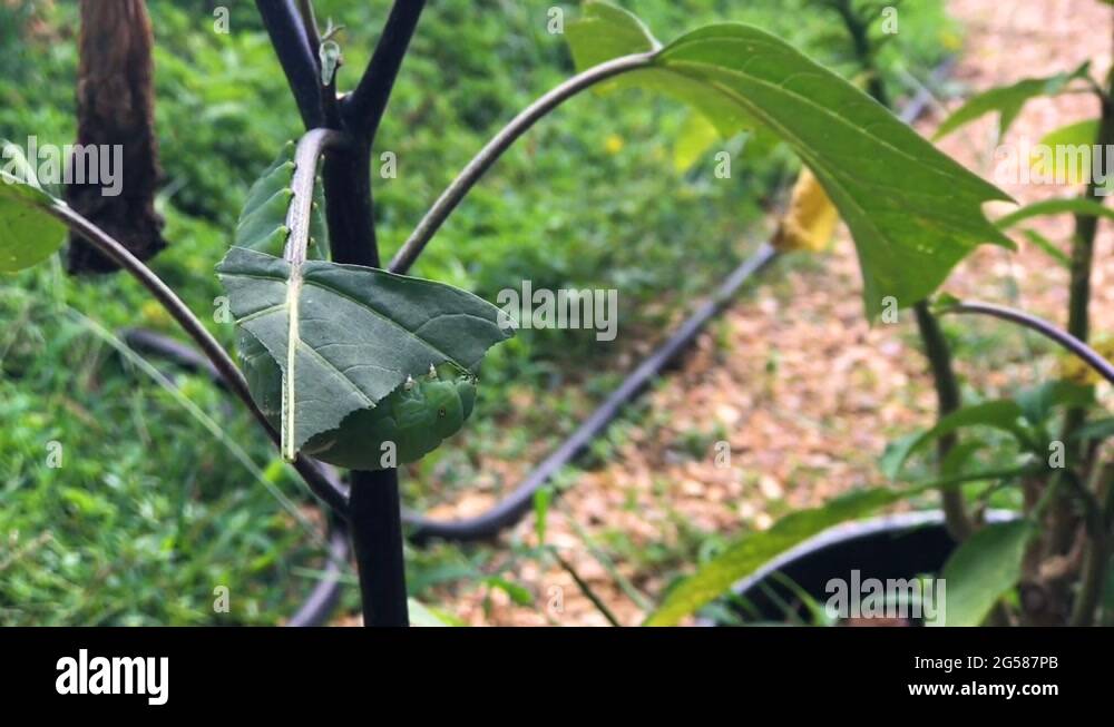 Tobacco horn worm Stock Videos & Footage - HD and 4K Video Clips - Alamy