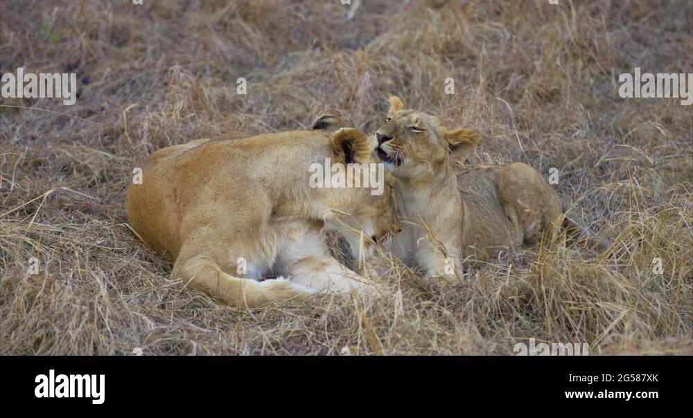 Cuddling cub Stock Videos & Footage - HD and 4K Video Clips - Alamy