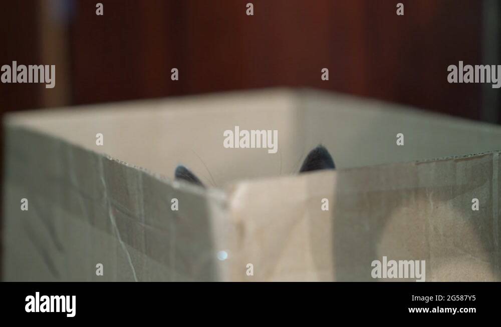 Predatory gaze Stock Videos & Footage - HD and 4K Video Clips - Alamy