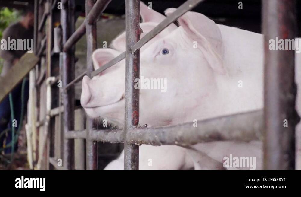 Pig farming bars Stock Videos & Footage - HD and 4K Video Clips - Alamy