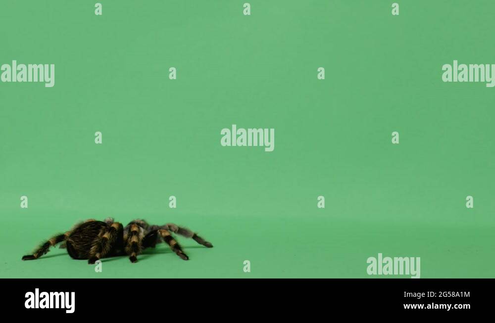 Tarantula Spider On Green Screen Crawling Alive 3 Stock Video Footage ...