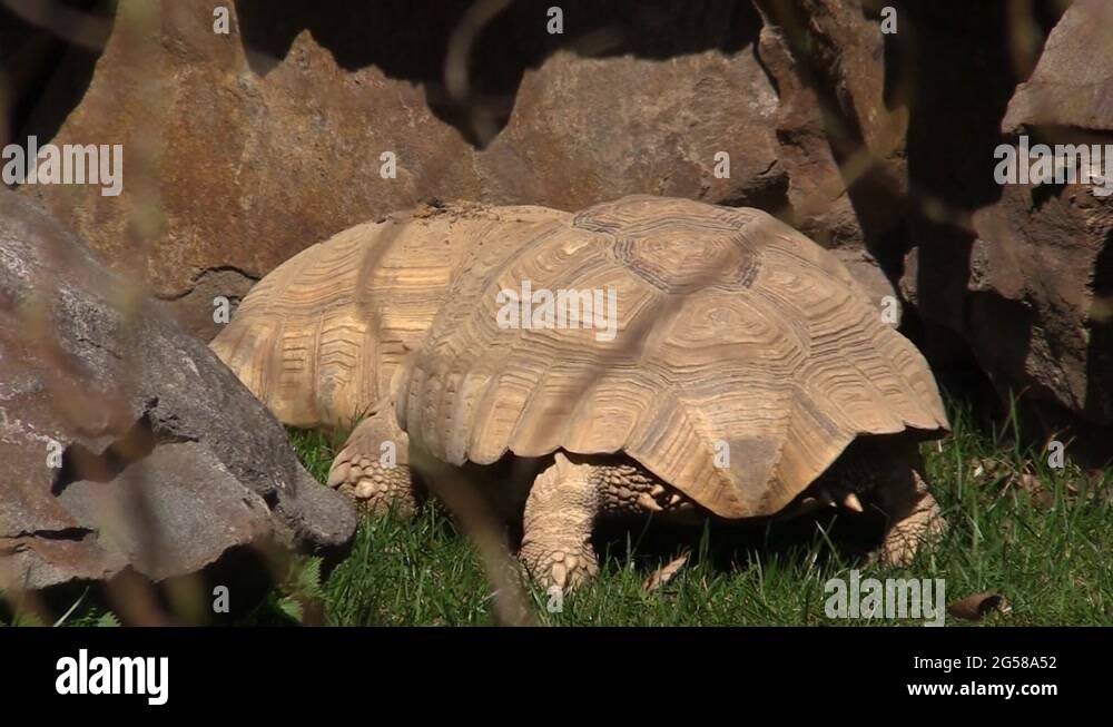 Zoo animal behavior Stock Videos & Footage - HD and 4K Video Clips - Alamy