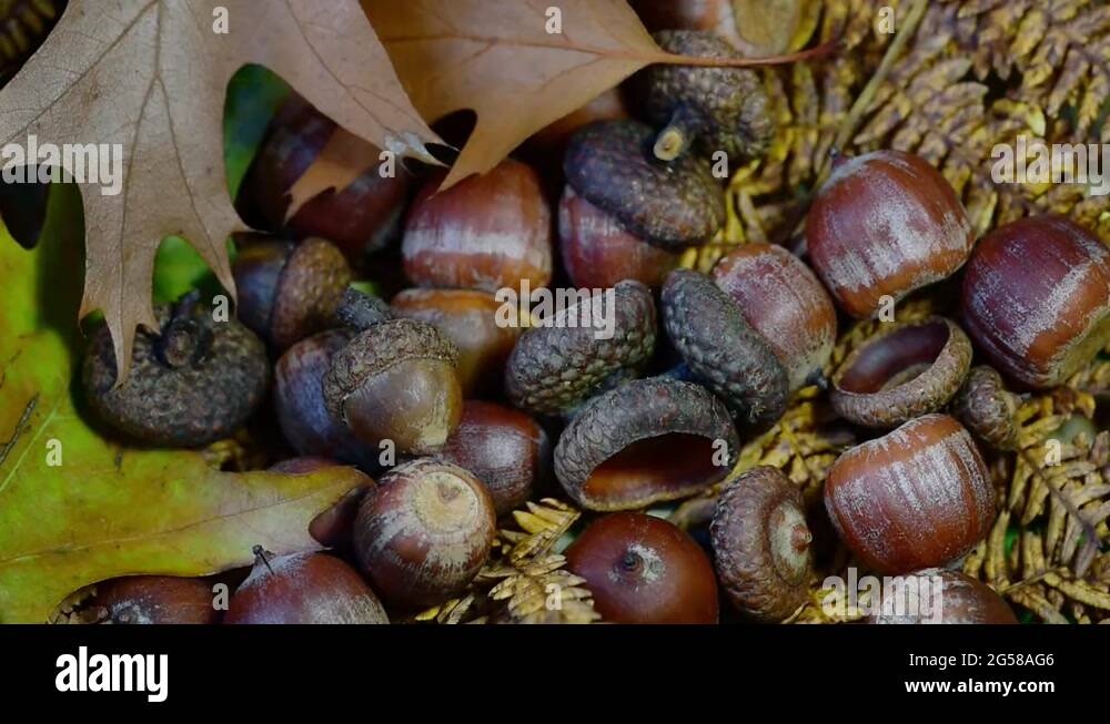 Fallen red oak acorns on the forest floor and acorn falling op of them ...