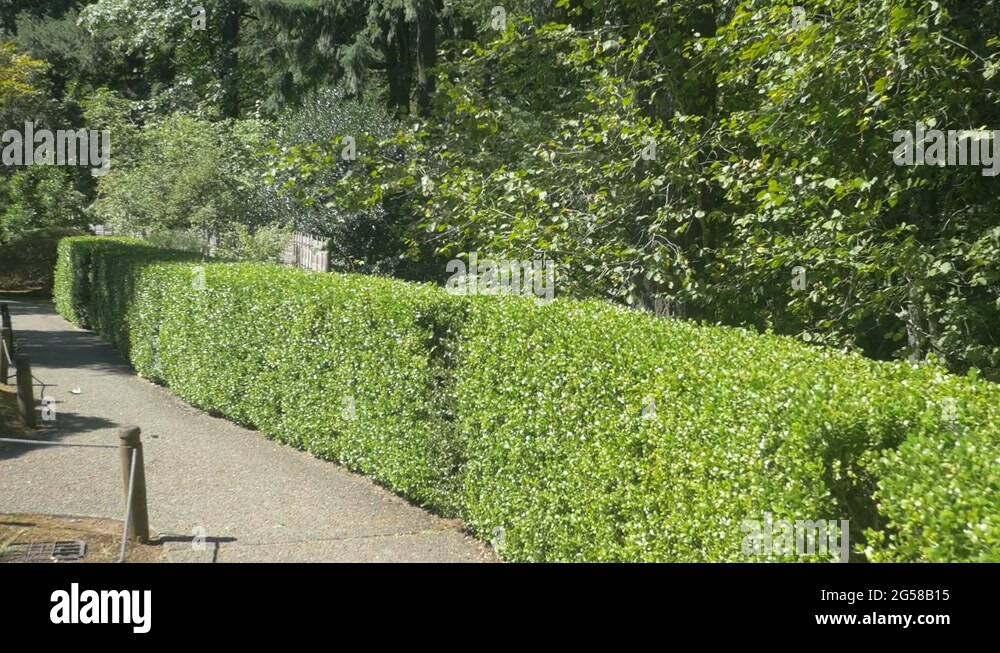 Japanese hedge Stock Videos & Footage - HD and 4K Video Clips - Alamy
