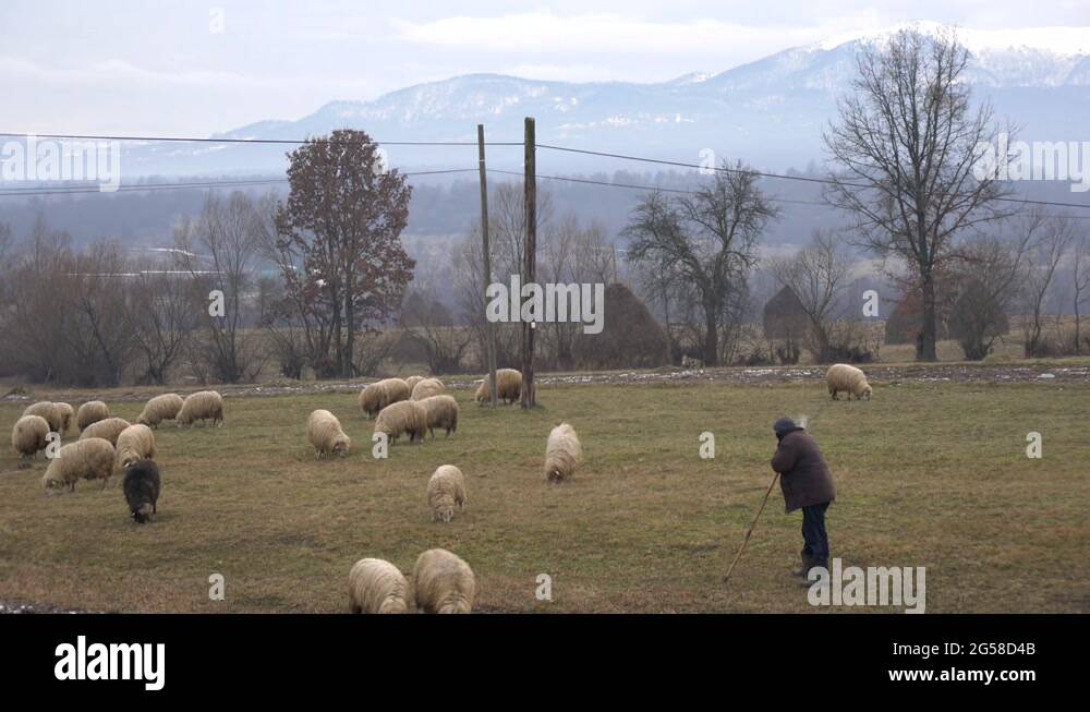 Shepherd with his flock of sheep Stock Videos & Footage - HD and 4K ...