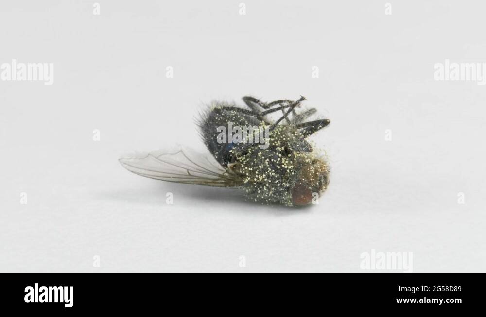 Larva on its egg Stock Videos & Footage - HD and 4K Video Clips - Alamy