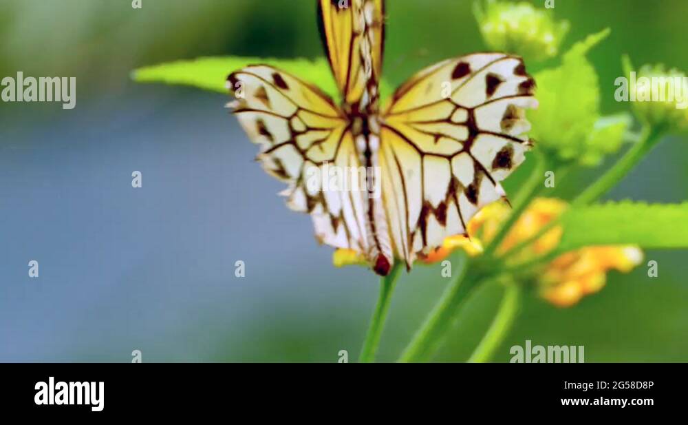 Damaged wings Stock Videos & Footage - HD and 4K Video Clips - Alamy