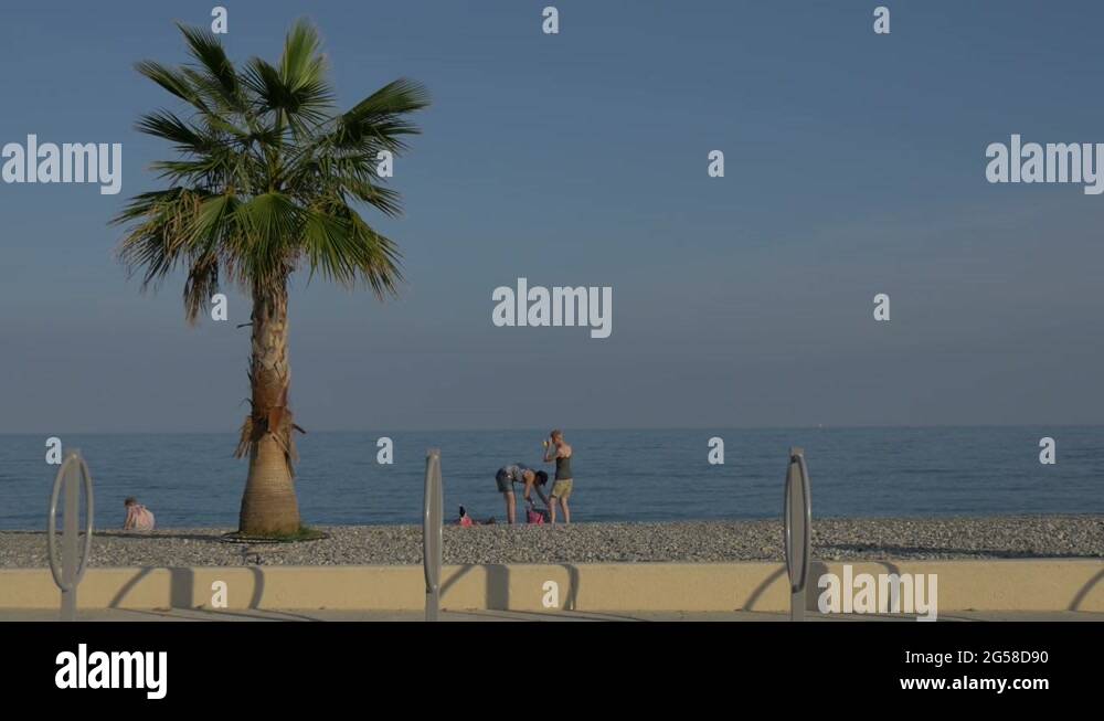 People palm tree Stock Videos & Footage - HD and 4K Video Clips - Alamy
