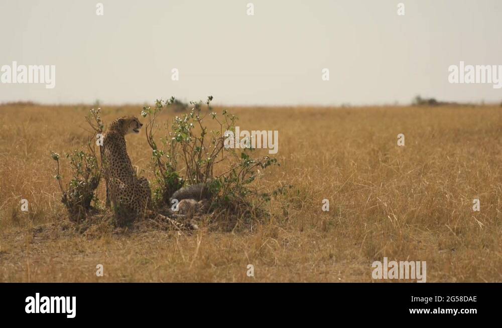 Cheetah standing Stock Videos & Footage - HD and 4K Video Clips - Alamy