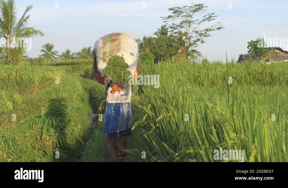 Man carrying rice paddy field Stock Videos & Footage - HD and 4K Video ...