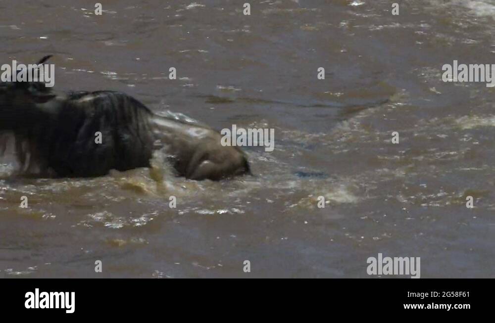 crocodile attacking adult wildebeest crossing the mara river Stock ...