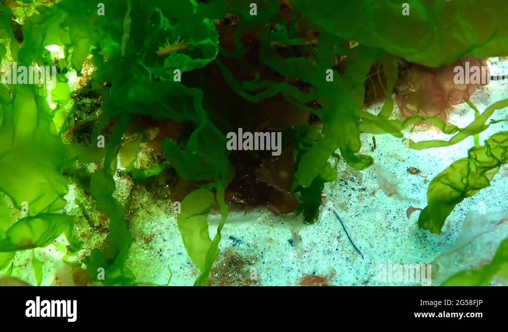 Idotea balthica is a marine isopod which lives on seaweed Stock Video ...