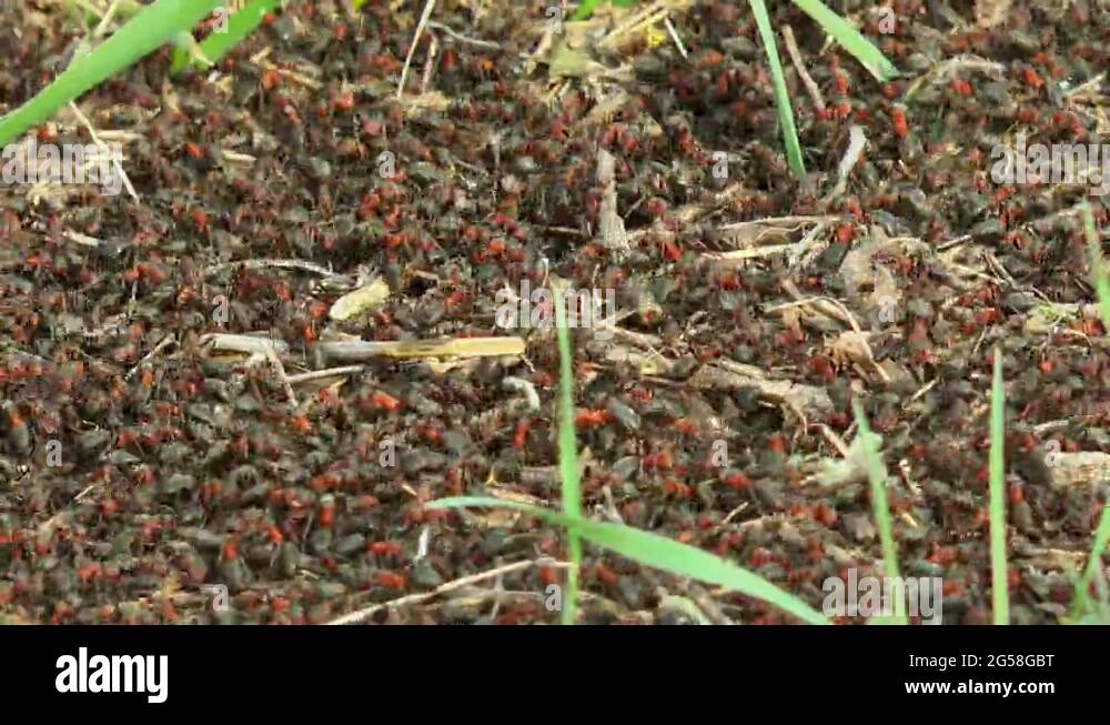 Ants building house Stock Videos & Footage - HD and 4K Video Clips - Alamy