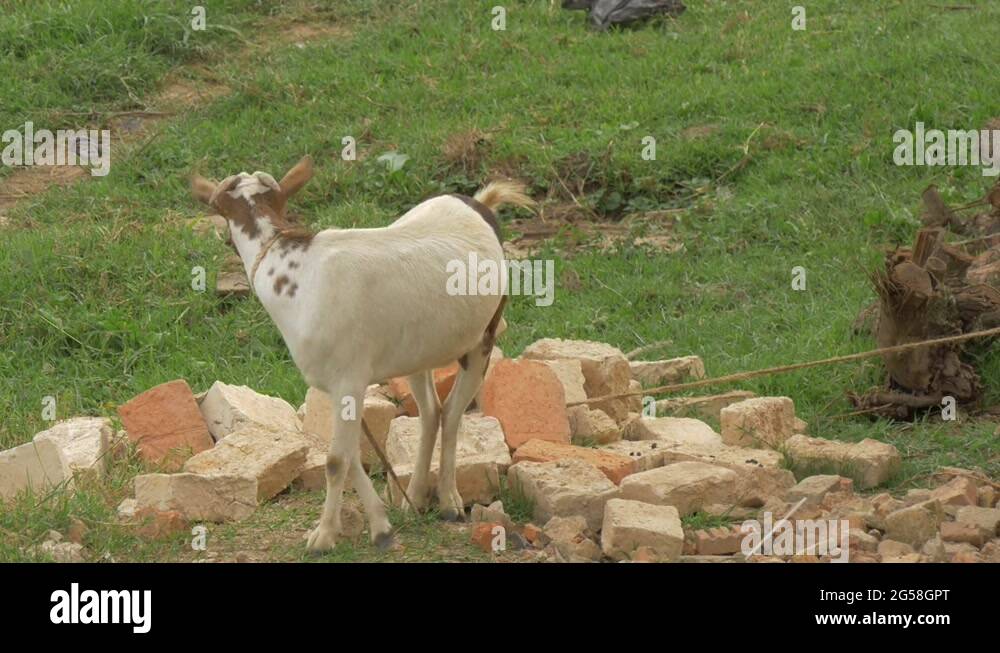 Bleating goat Stock Videos & Footage - HD and 4K Video Clips - Alamy