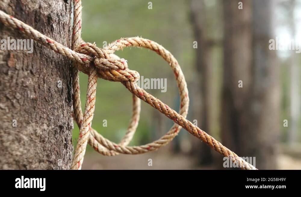 Rope around tree Stock Videos & Footage - HD and 4K Video Clips - Alamy