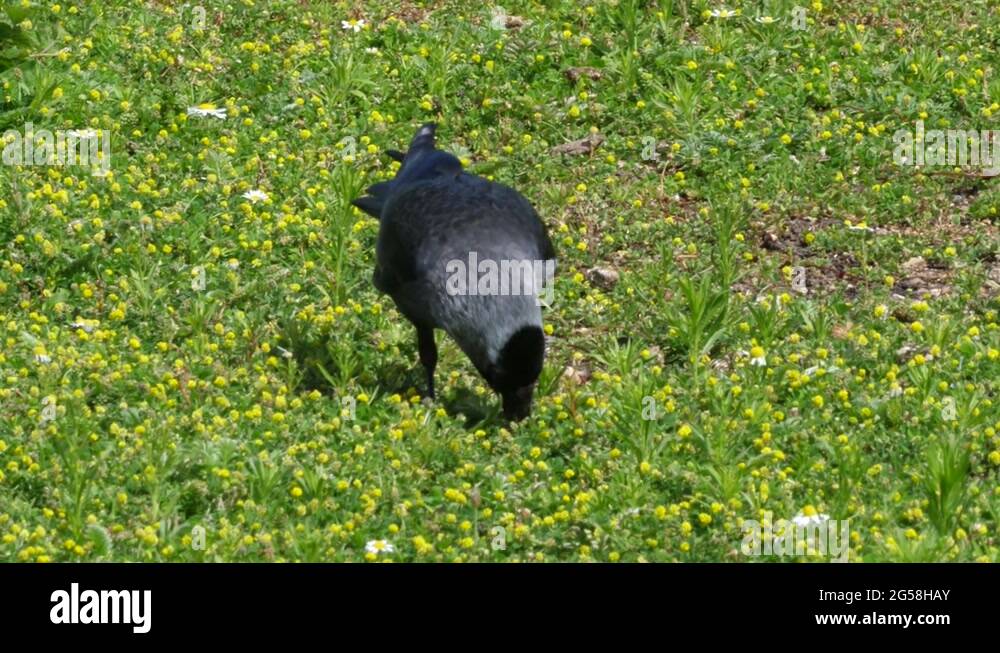 Rank vegetation Stock Videos & Footage - HD and 4K Video Clips - Alamy